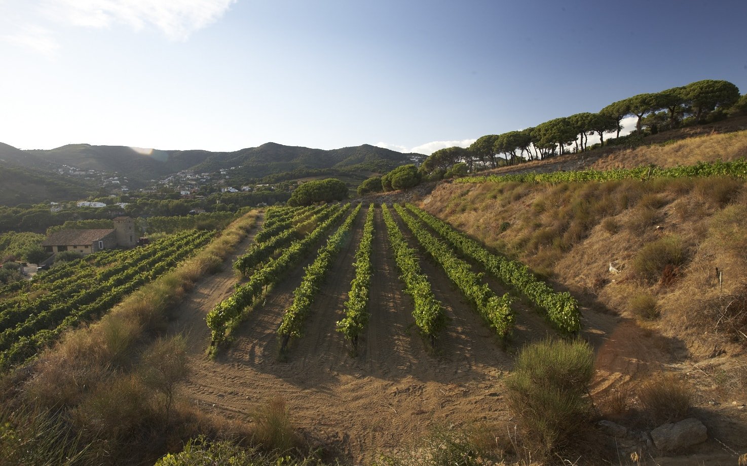 Tour in the vineyards - Bouquet d'Alella